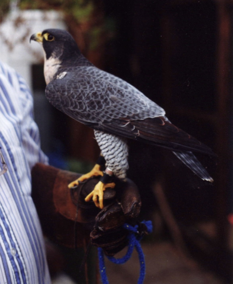 ‘Moments I treasure’ by Graham Wellstead. – FFON. The Frightened Face ...