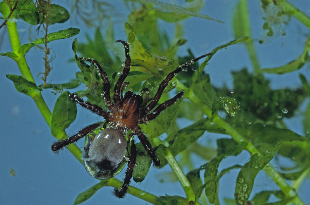 The Water Spider: An Enigma Beneath the Surface – The Frightened Face ...
