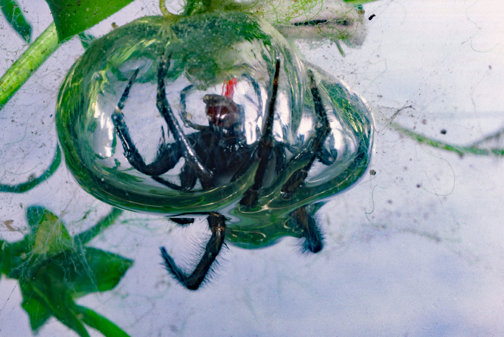 The Water Spider: An Enigma Beneath the Surface – FFON. The Frightened ...