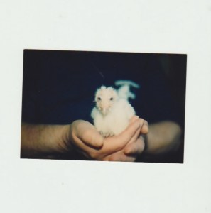 Breeding and Releasing British Wildlife (Before rewilding became the ...