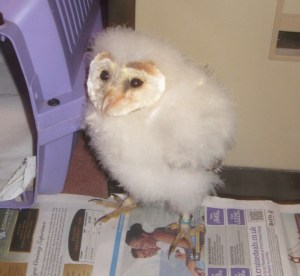 Breeding and Releasing British Wildlife (Before rewilding became the ...