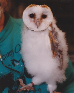 Breeding and Releasing British Wildlife (Before rewilding became the ...