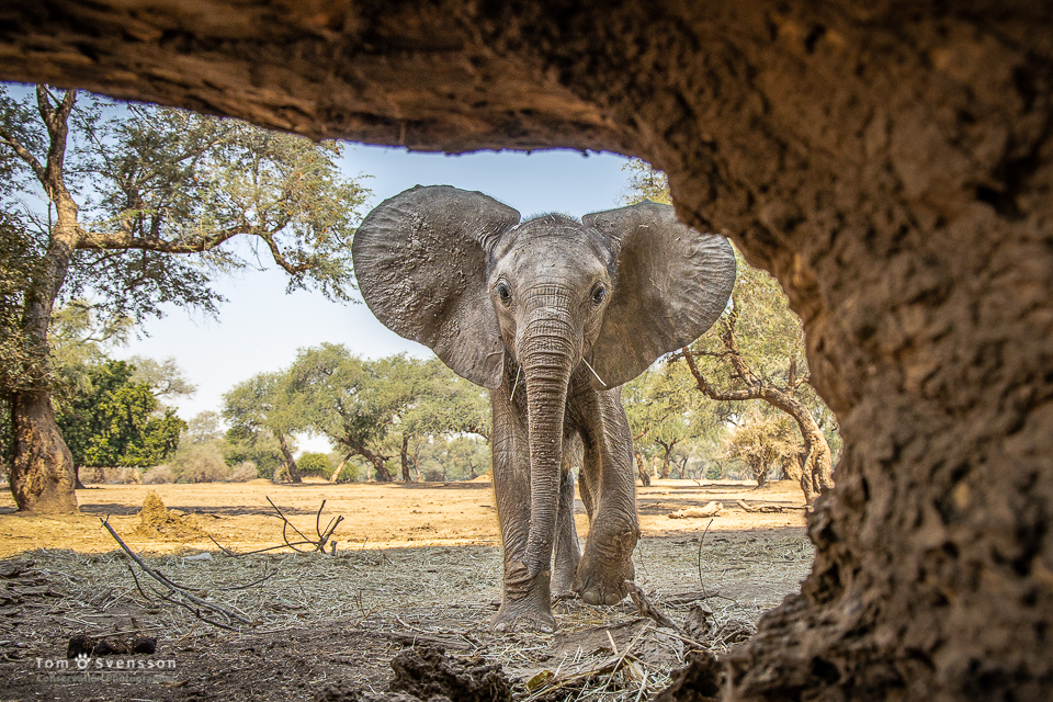 Podcast: Simon King interviews world-renowned wildlife photographer ...
